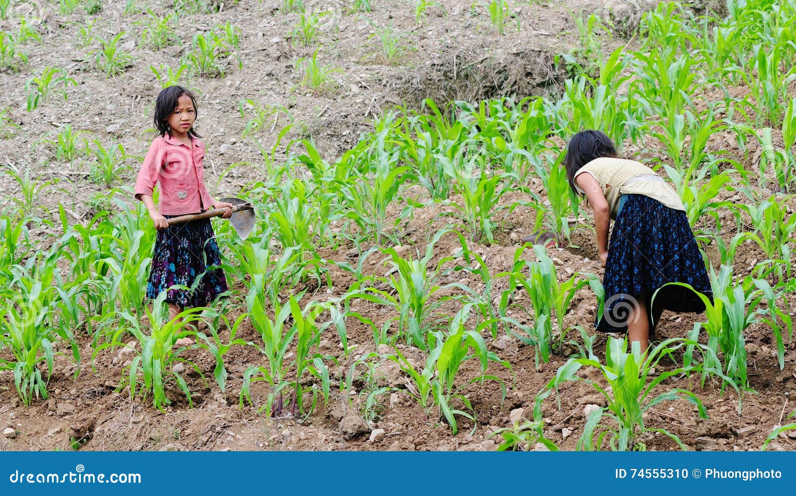 Children Working on the Corn Field in Hagiang, Vietnam Editorial Image ...