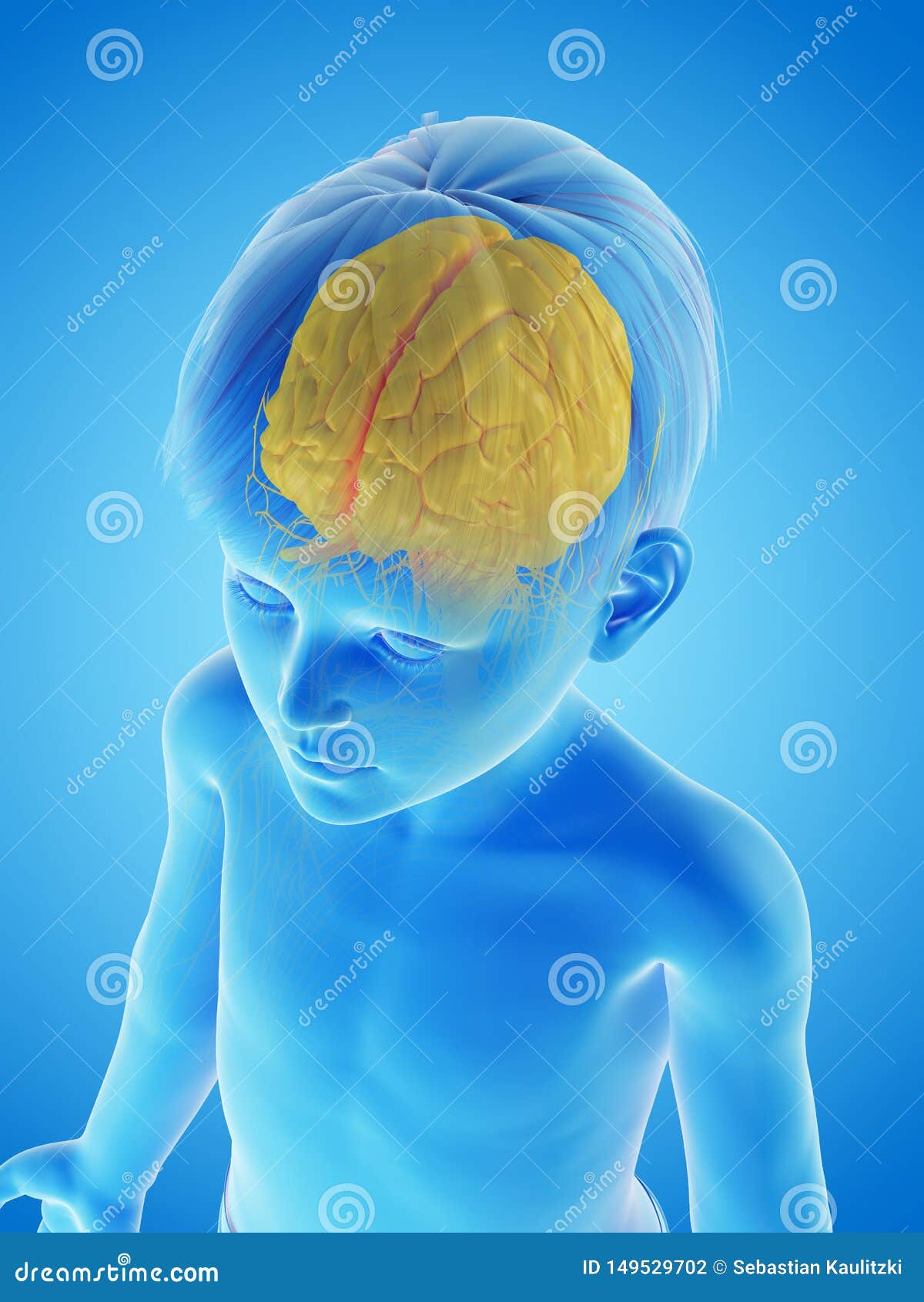 A childs brain stock illustration. Illustration of cerebellum - 149529702
