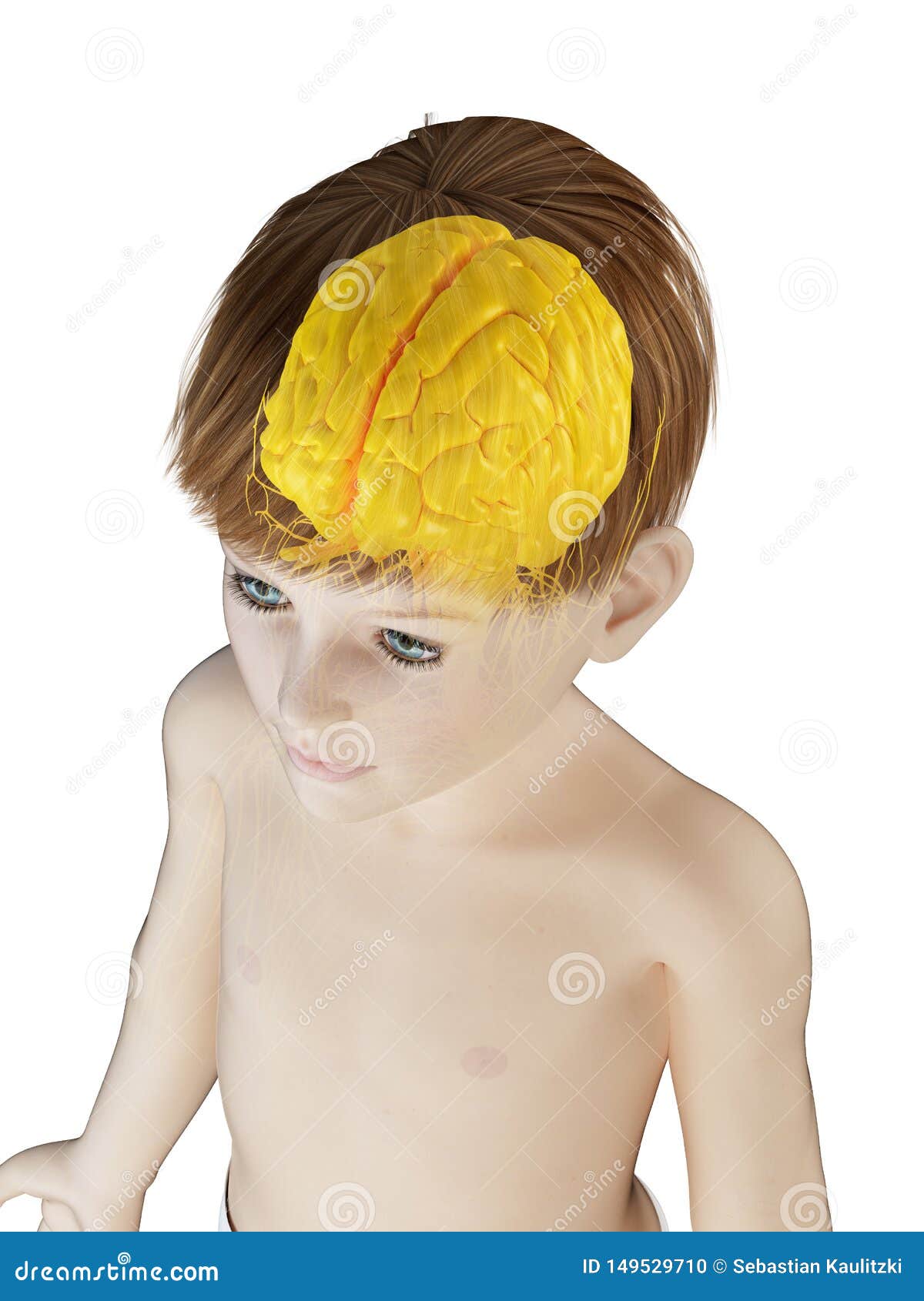 A childs brain stock illustration. Illustration of encephalon - 149529710