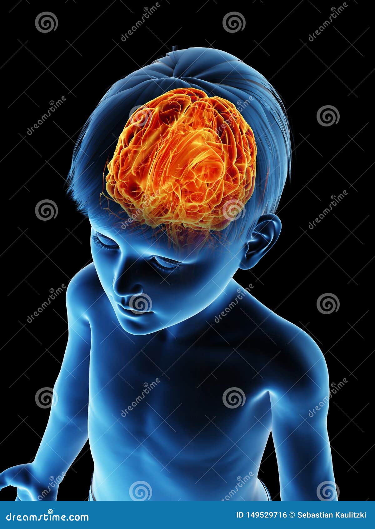 A childs brain stock illustration. Illustration of biology - 149529716