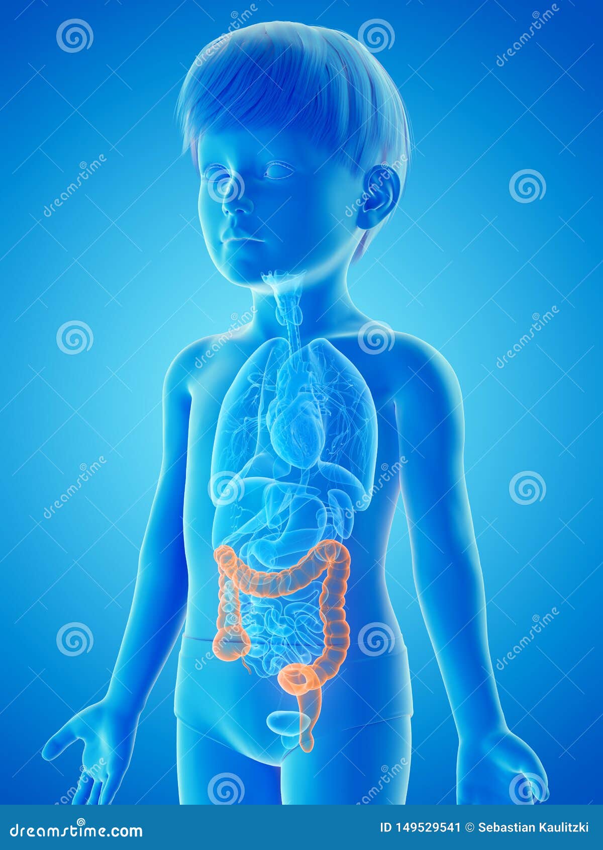 A childs colon stock illustration. Illustration of body - 149529541