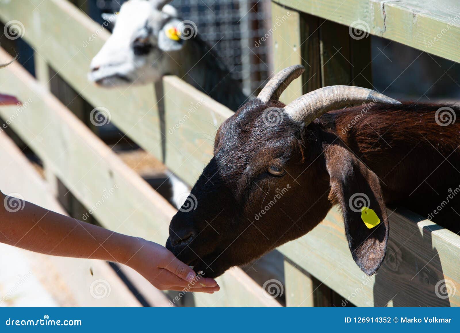 Childs hand feed goat stock photo. Image of outdoor - 126914352