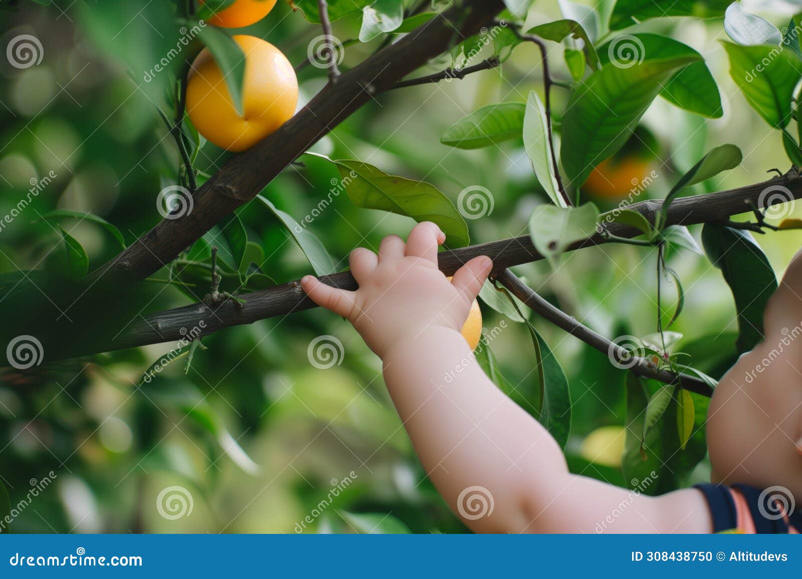 Childs Hand Reaching for an Orange on a Tree Branch Stock Photo - Image ...