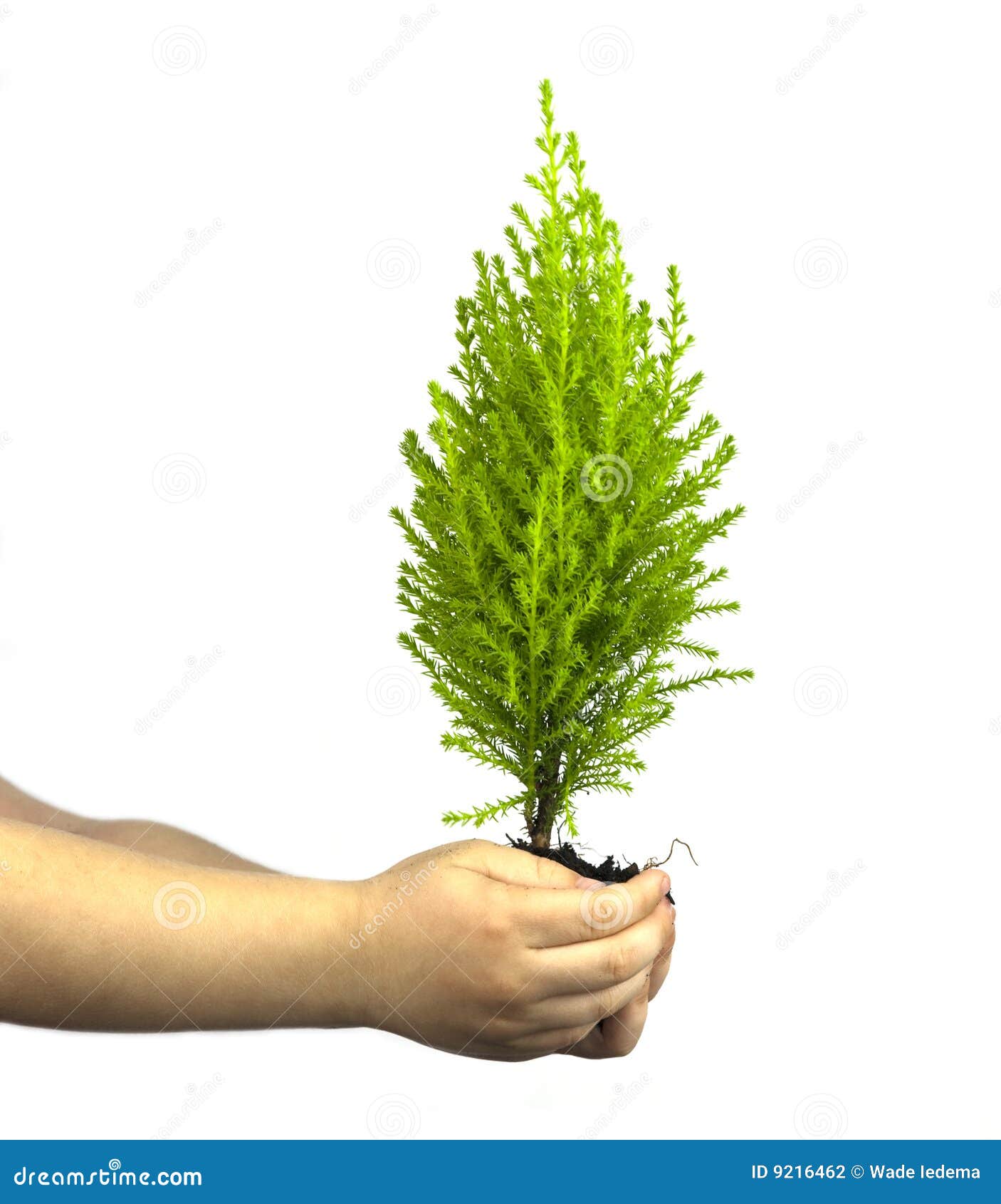 Childs Hands Holding Cypress Pine Tree Sapling Stock Photo - Image of ...