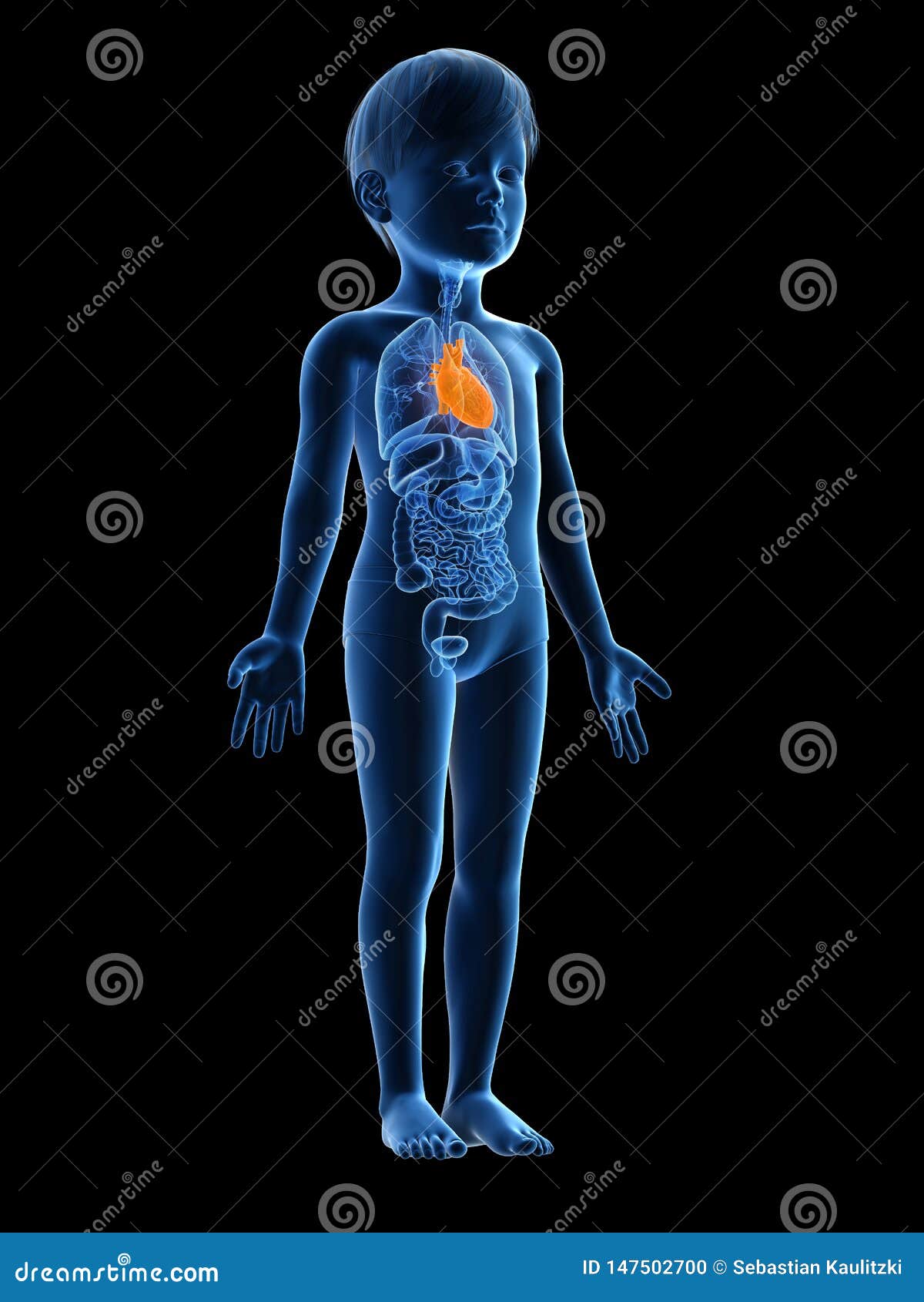 A childs heart stock illustration. Illustration of anatomical - 147502700