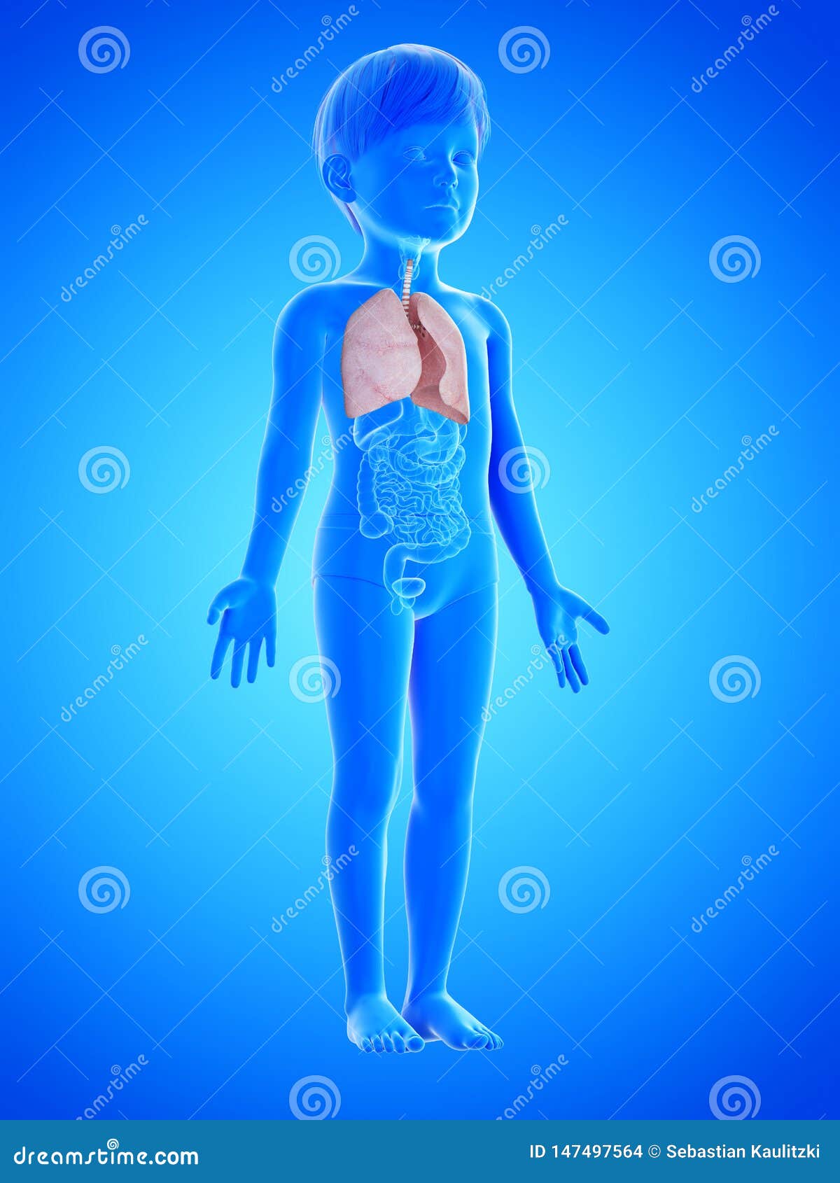 A childs lung stock illustration. Illustration of pediatric - 147497564