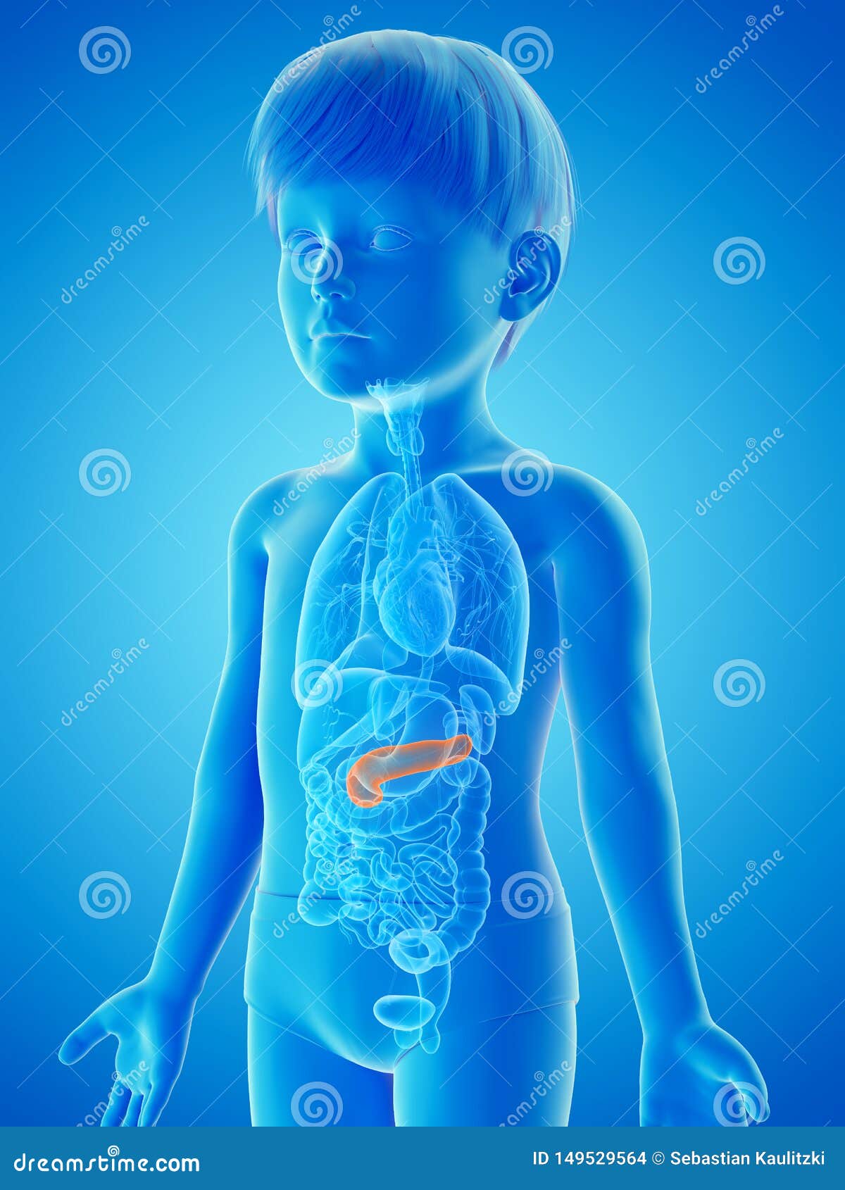 A childs pancreas stock illustration. Illustration of graphic - 149529564