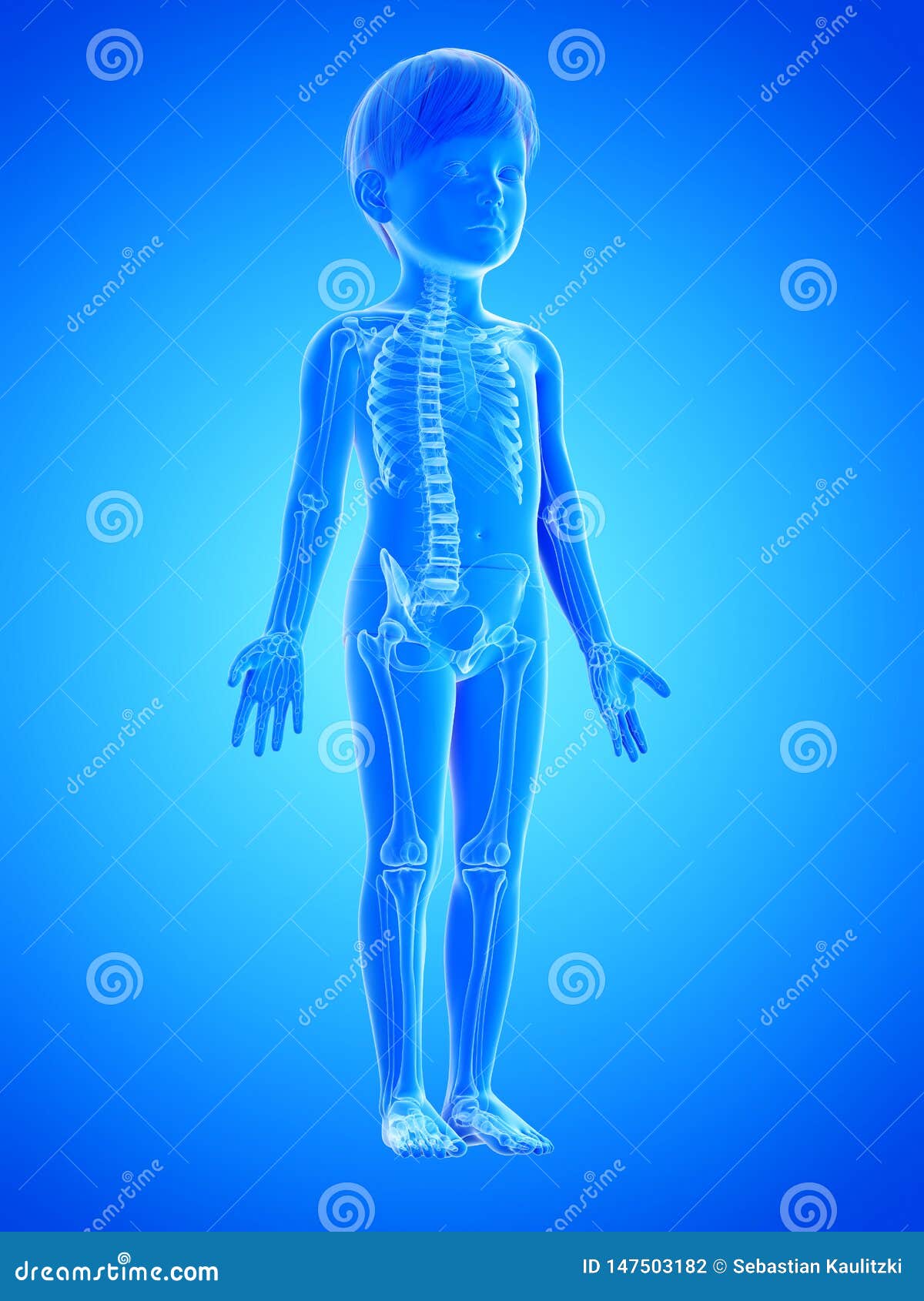 A childs skeleton stock illustration. Illustration of rendered - 147503182