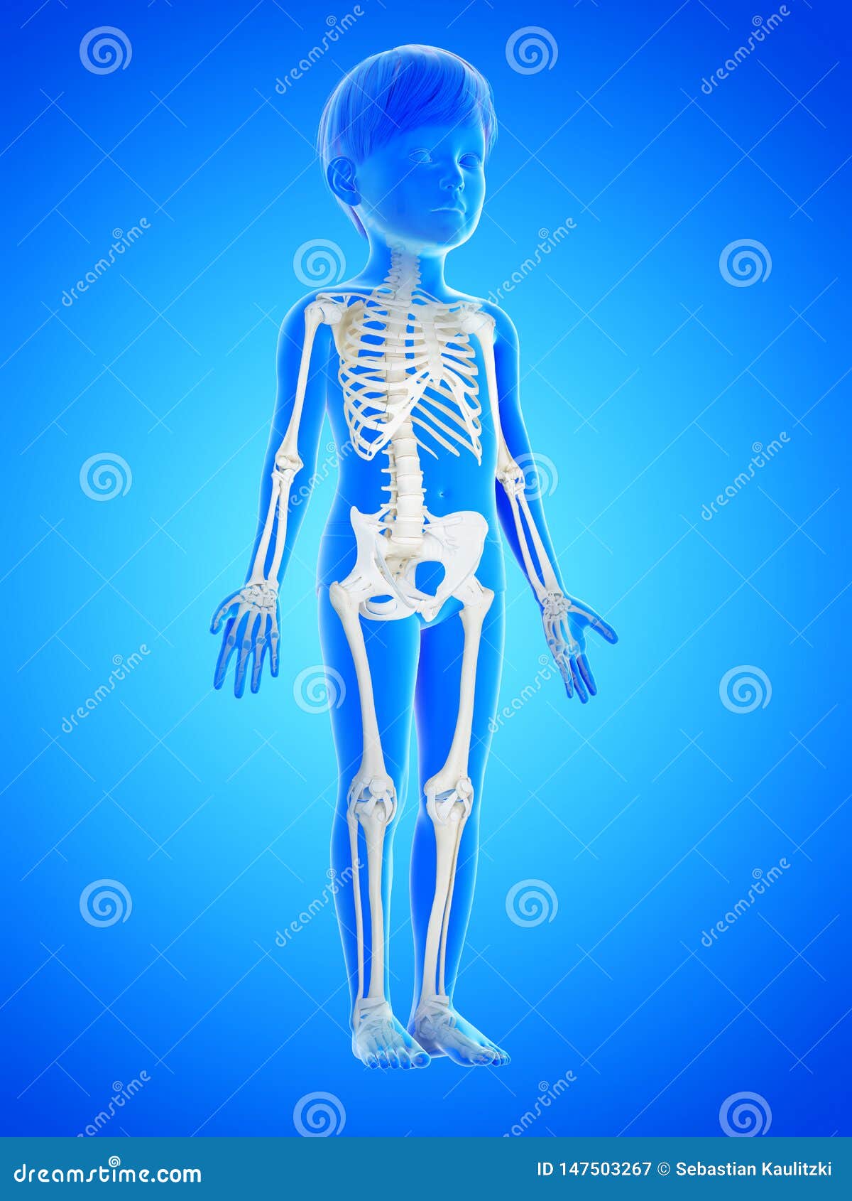 A childs skeleton stock illustration. Illustration of young - 147503267
