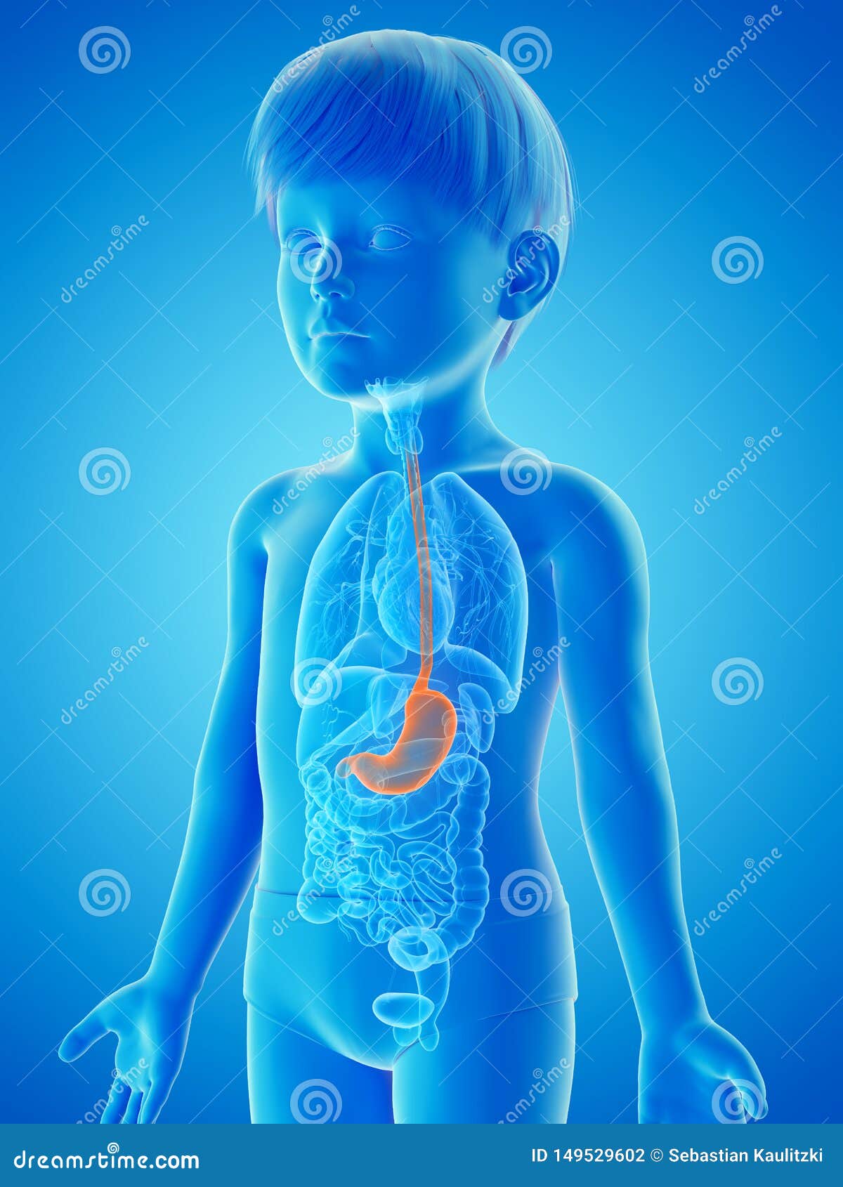 A childs stomach stock illustration. Illustration of biology - 149529602