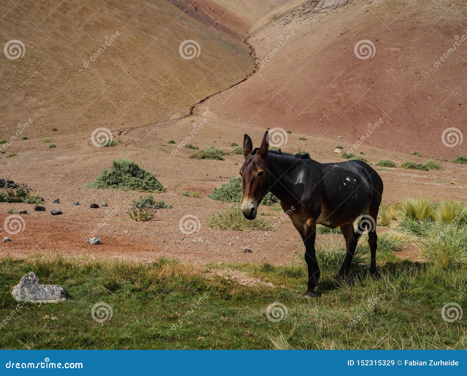 Chile Atacama Desert Wild Donkey Stock Image - Image of extreme ...
