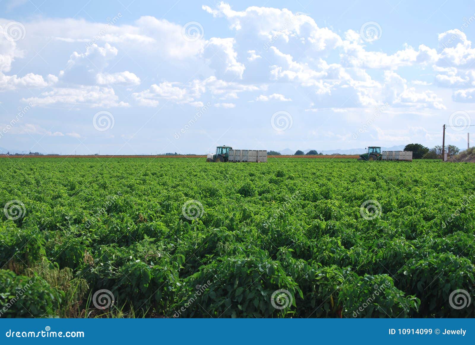 Chile field harvesting stock image. Image of pods, grow - 10914099