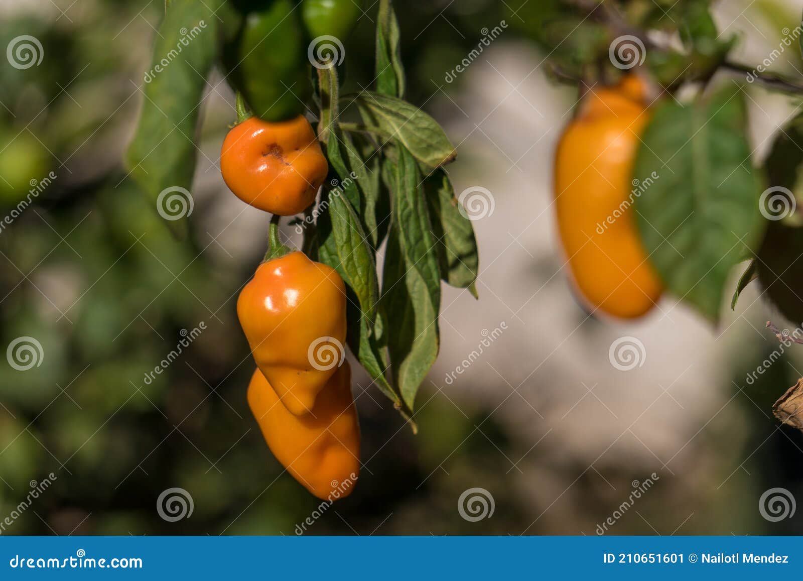 Chile Manzano Capsicum Pubescens Stock Image - Image of ripe, manzano ...