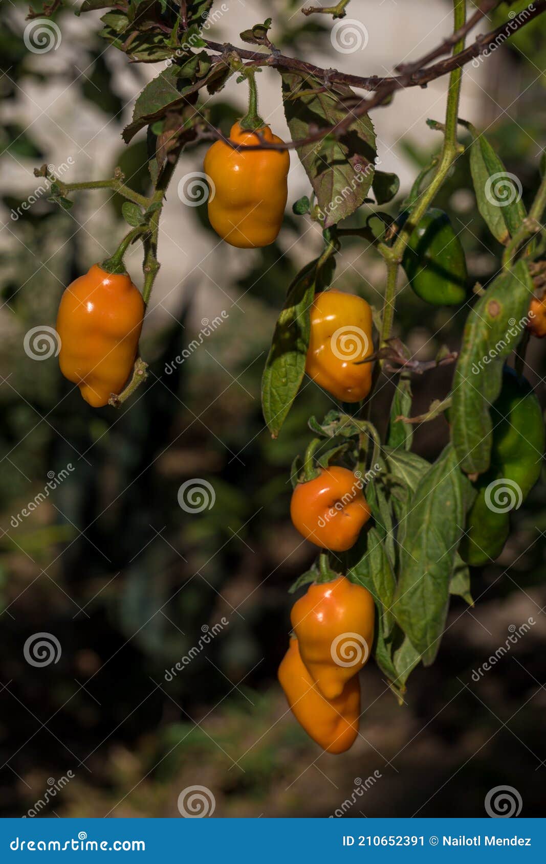 Manzano Chile Rocoto C.pubescens, Paths Royalty-Free Stock Photography ...