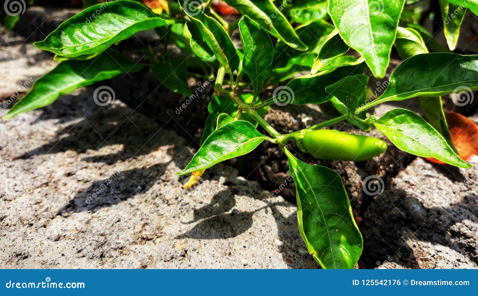 Chile stock photo. Image of chile, green, natural, light - 125542176