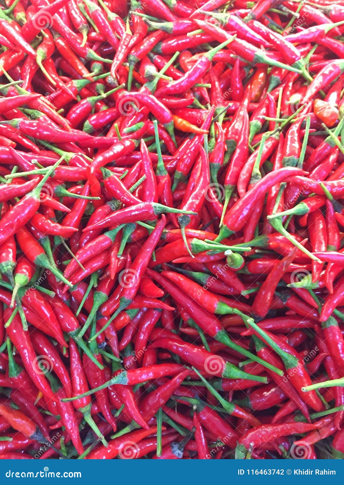 Chile rojo foto de archivo. Imagen de originado, adoptado - 116463742