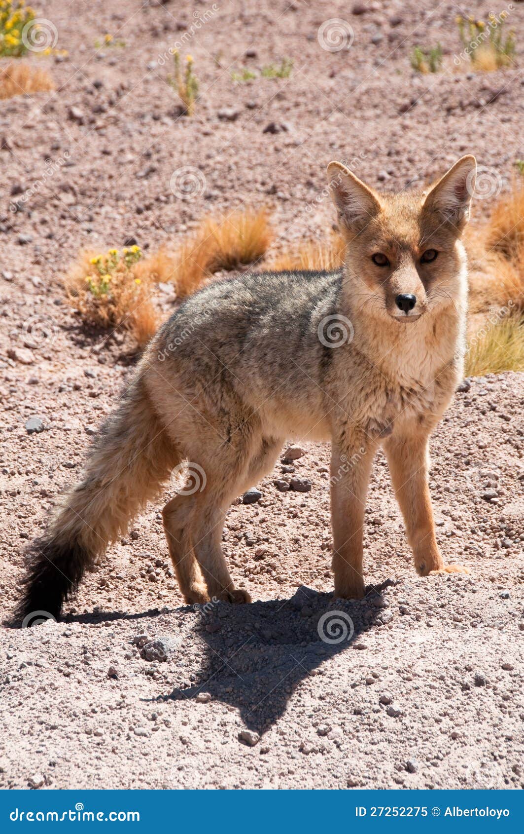 Animals, Fox, Chile