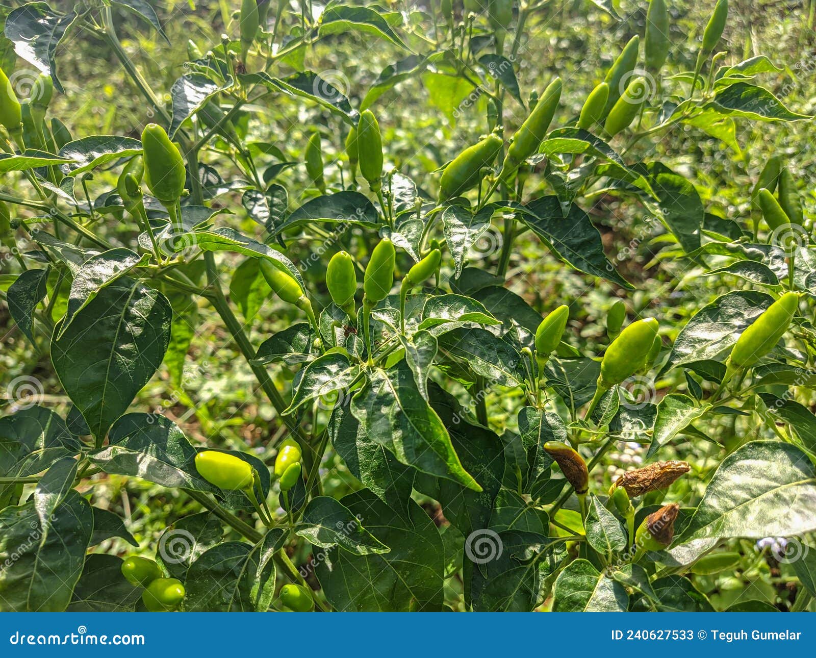 Chile Tree with Lots of Fruits Stock Image - Image of branch, berry ...