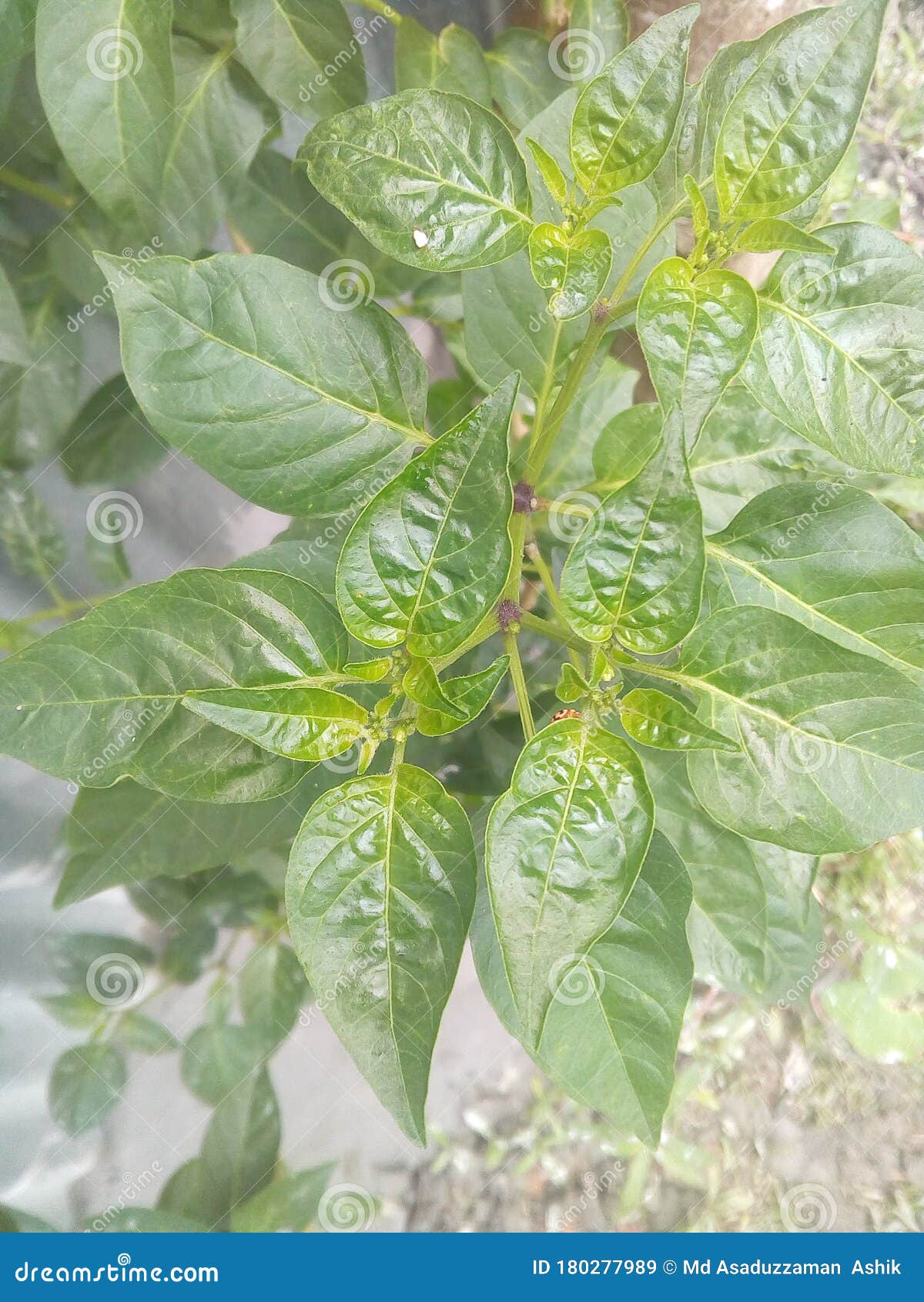 Chile tree Nature Garden stock image. Image of green - 180277989