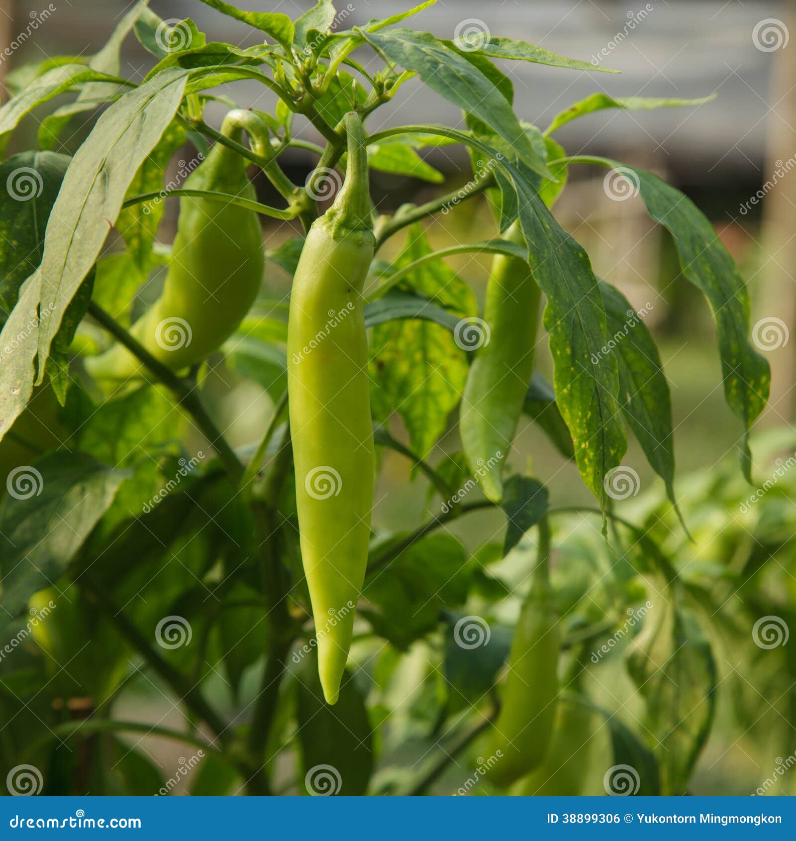 Chile Verde Foto de archivo - Imagen: 38899306
