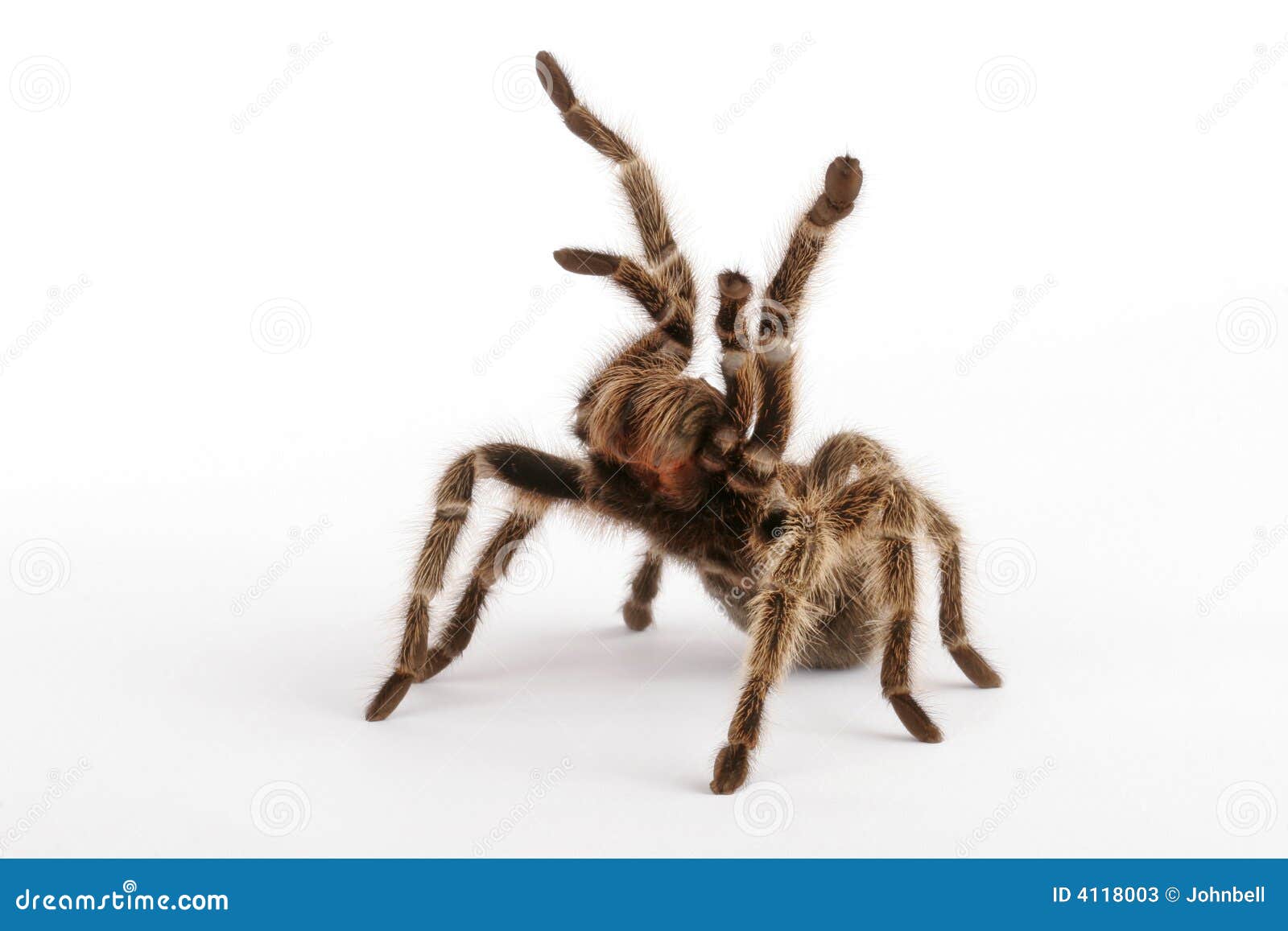 Chilean Rose Hair Tarantula Stock Image - Image: 4118003