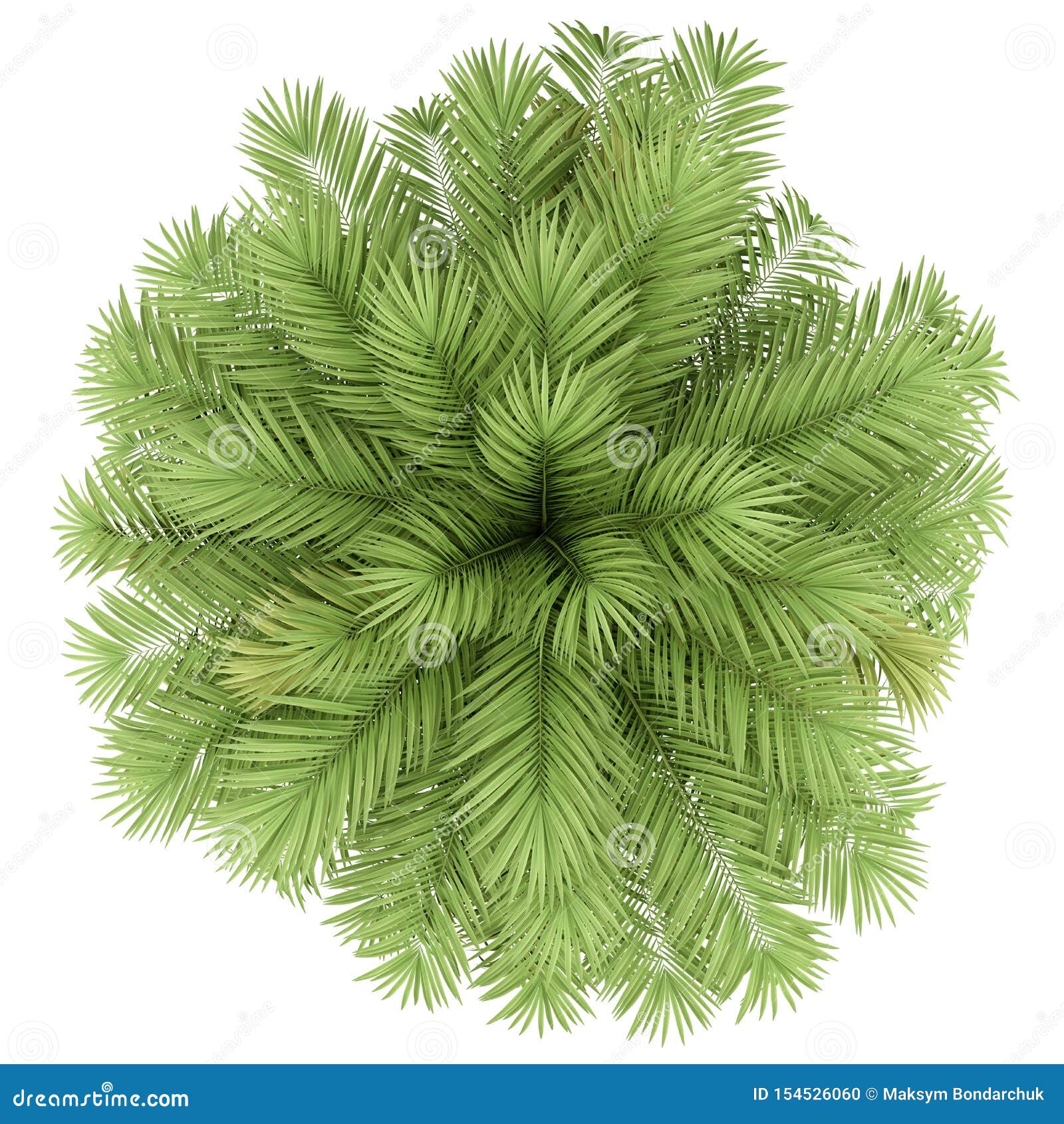 Coconut Tree Top View Png