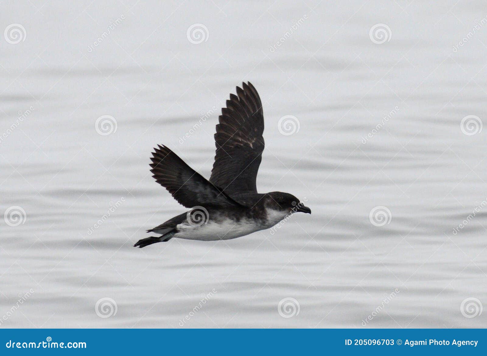 Chileens Alkstormvogeltje, Peruvian Diving-petrel, Pelecanoides Stock ...