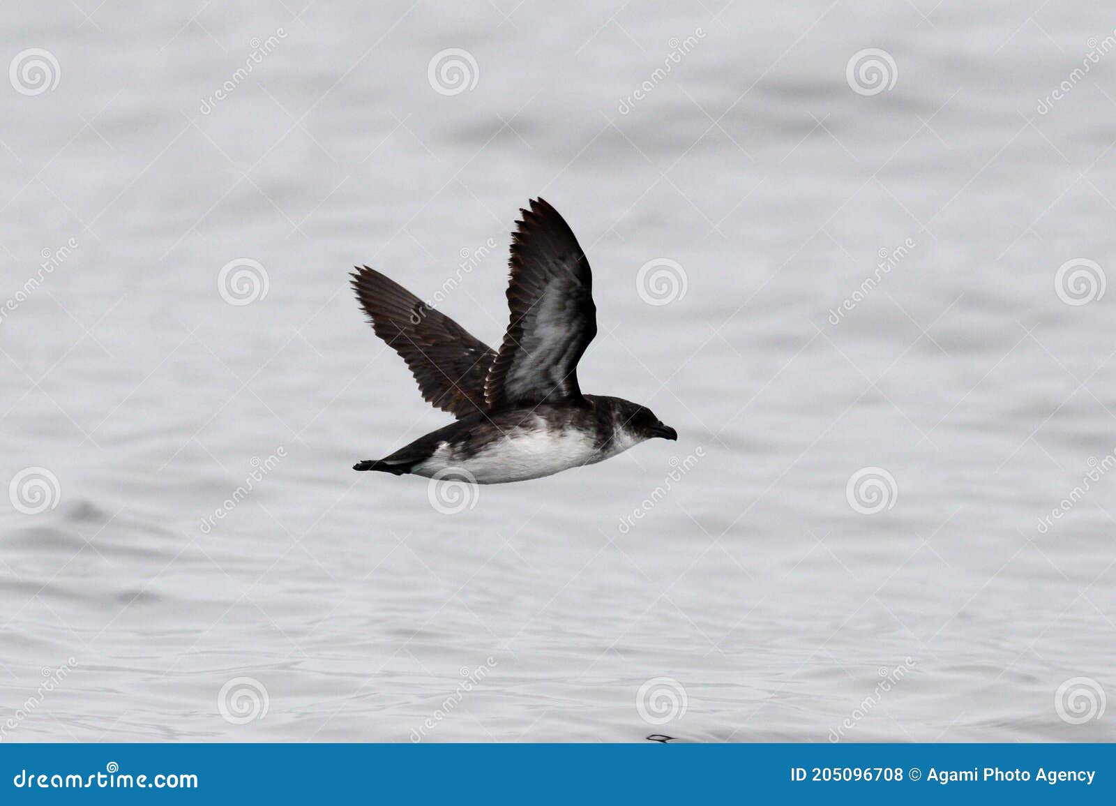 Chileens Alkstormvogeltje, Peruvian Diving-petrel, Pelecanoides Stock ...