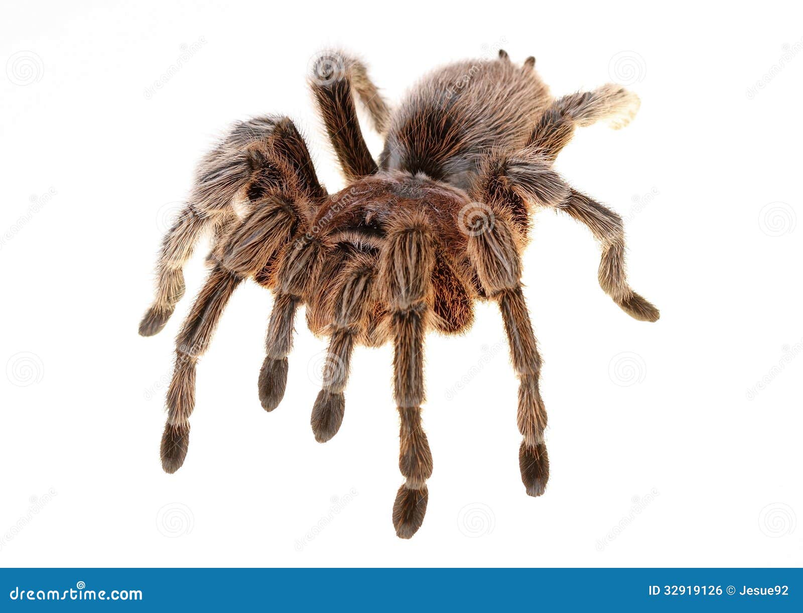 Chileense Rose Spider stock foto. Image of mooi, nave - 32919126