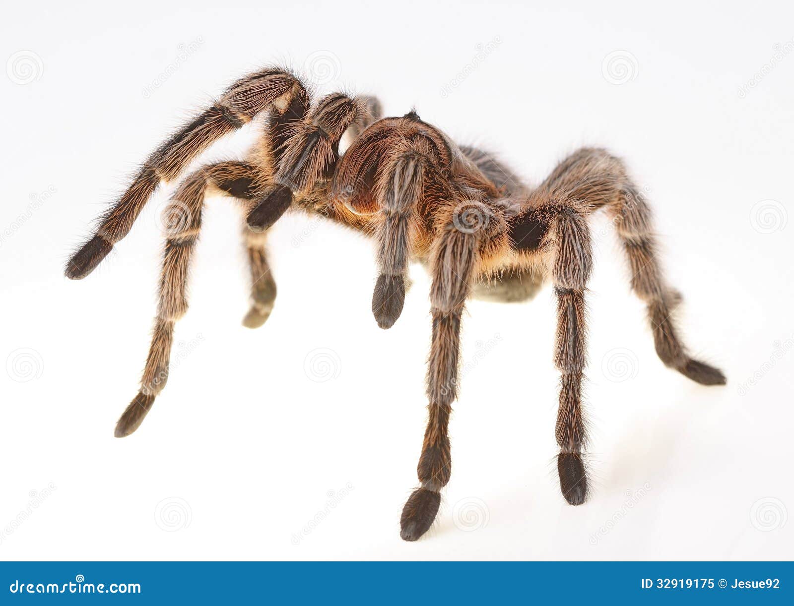 Chileense Rose Spider stock afbeelding. Image of mooi - 32919175