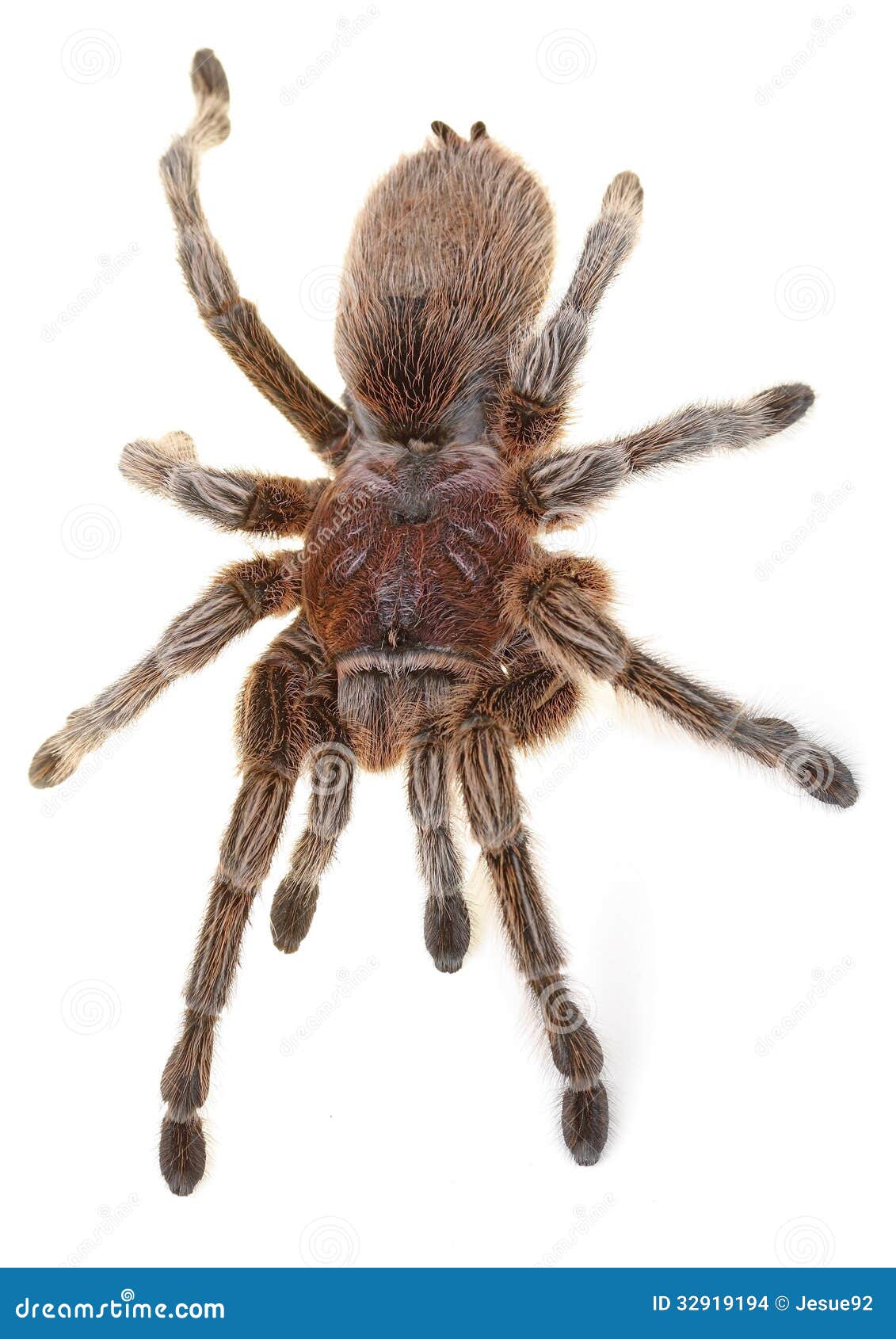 Chileense Rose Spider stock foto. Image of chileens, nave - 32919194