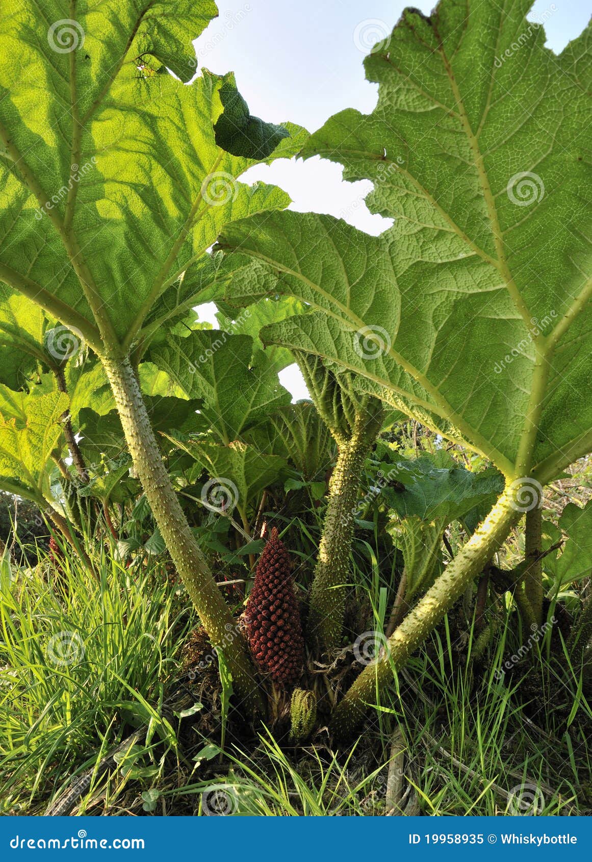 Chilensk jätte- rabarber fotografering för bildbyråer. Bild av rött ...