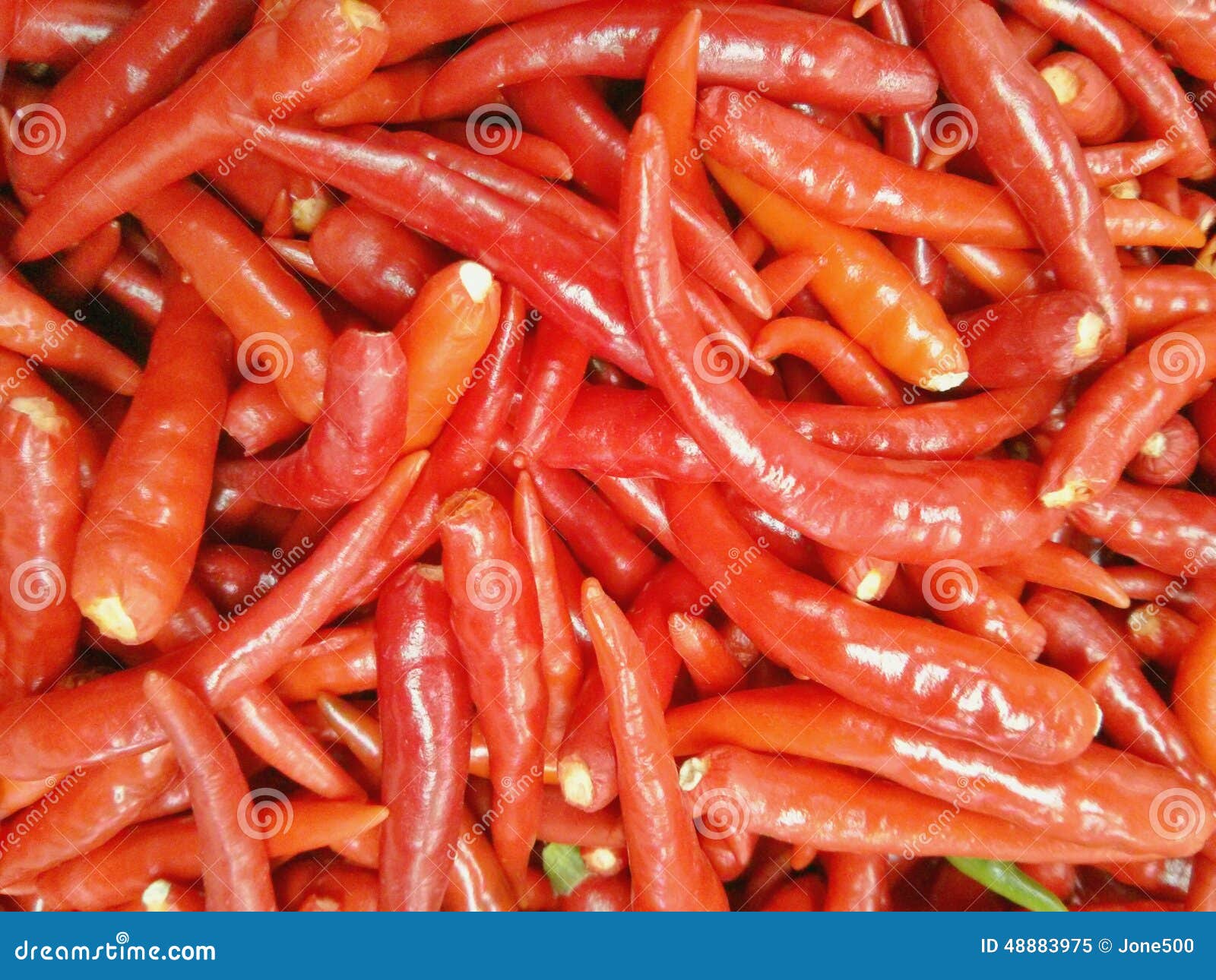 Chiles rojos imagen de archivo. Imagen de alimento, rojo - 48883975