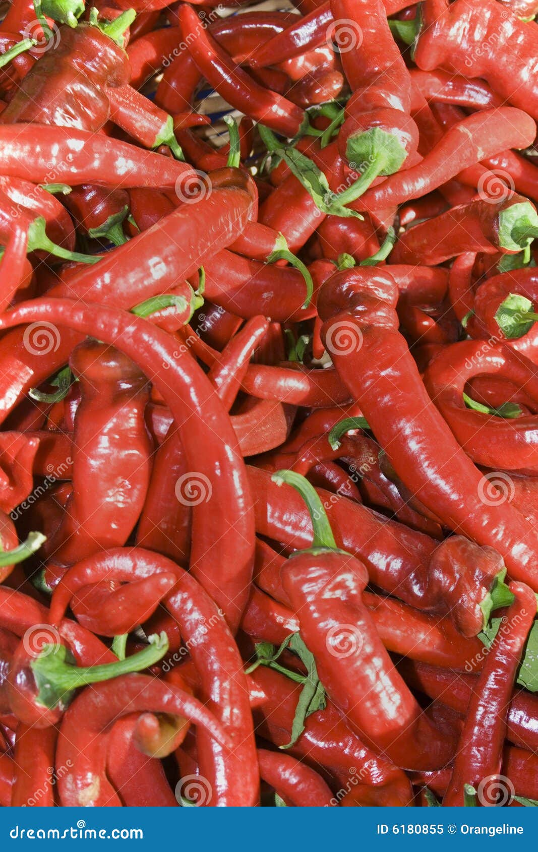 Chiles - Vertical stock image. Image of sustainable, farmers - 6180855