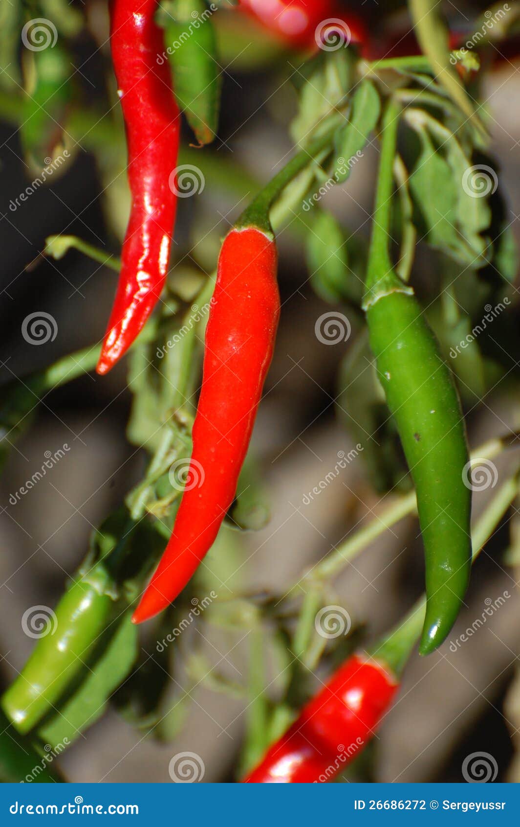 Chili stock photo. Image of eating, health, gourmet, cayenne - 26686272