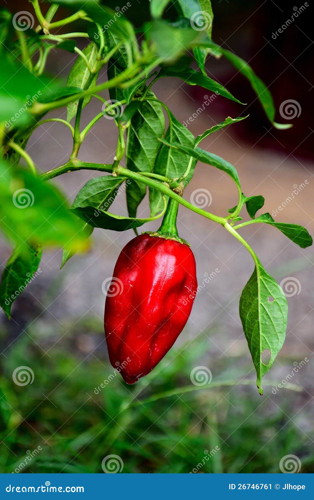 Chili stock image. Image of cuisine, cooking, food, green - 26746761