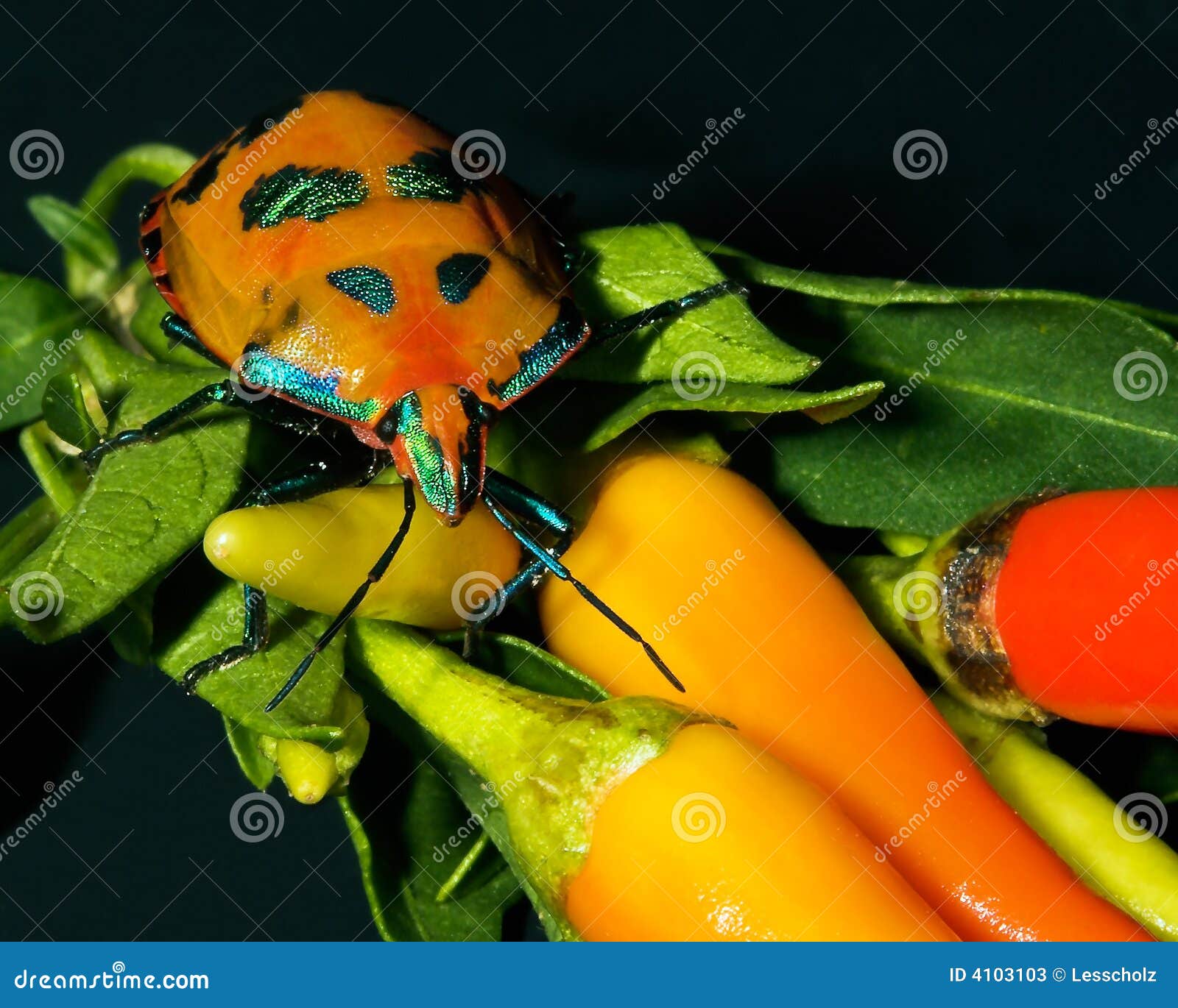 Chili stock image. Image of appetizer, beauty, herb, garden - 4103103