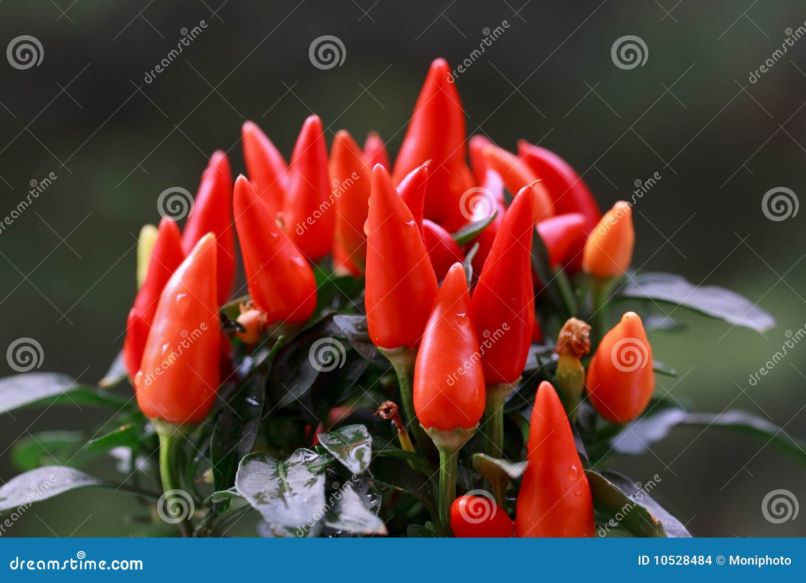 Chili - Capsicum in the Garden Stock Photo - Image of capsicum, health ...
