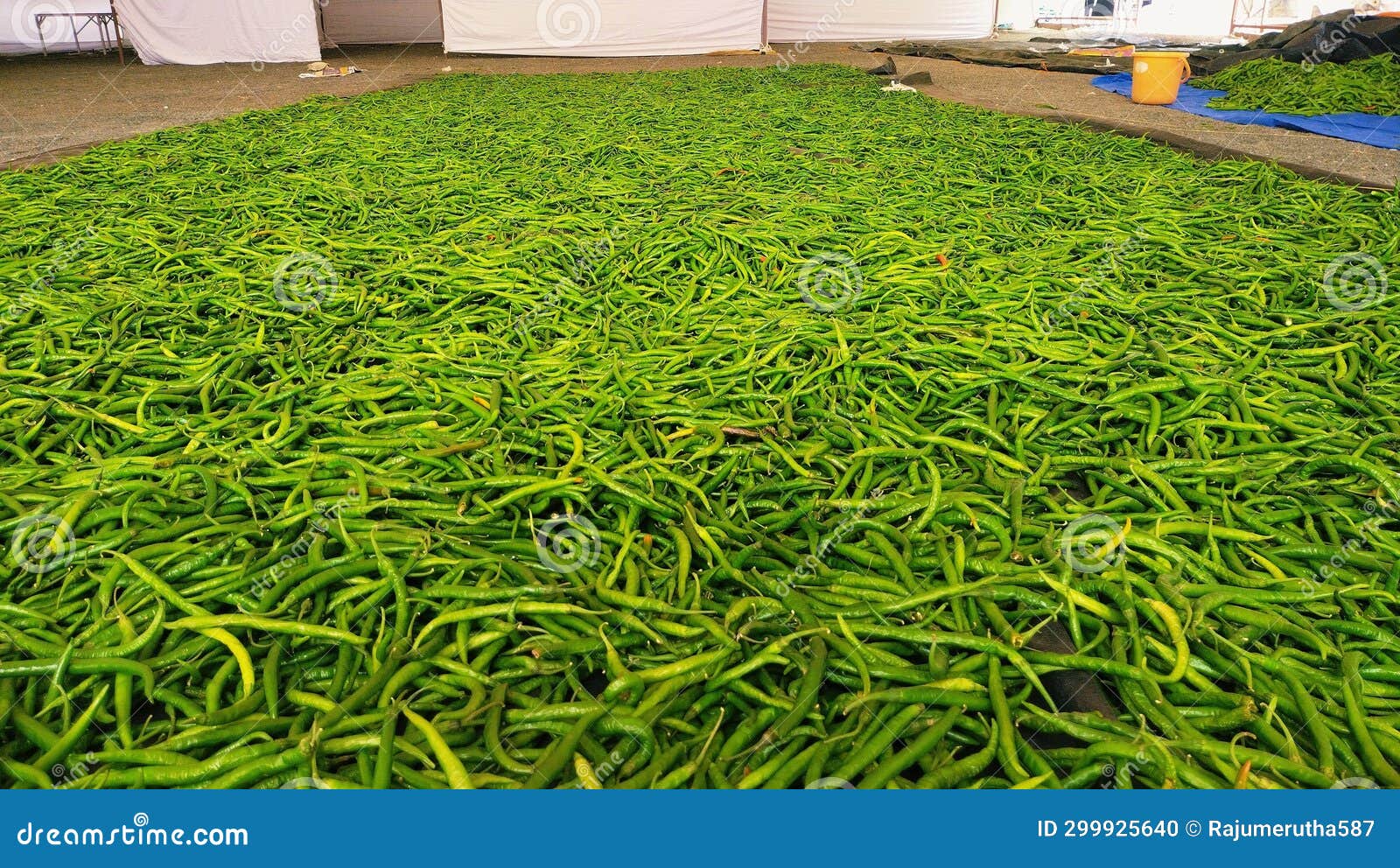 Chili chilli store stock photo. Image of food, chili - 299925640