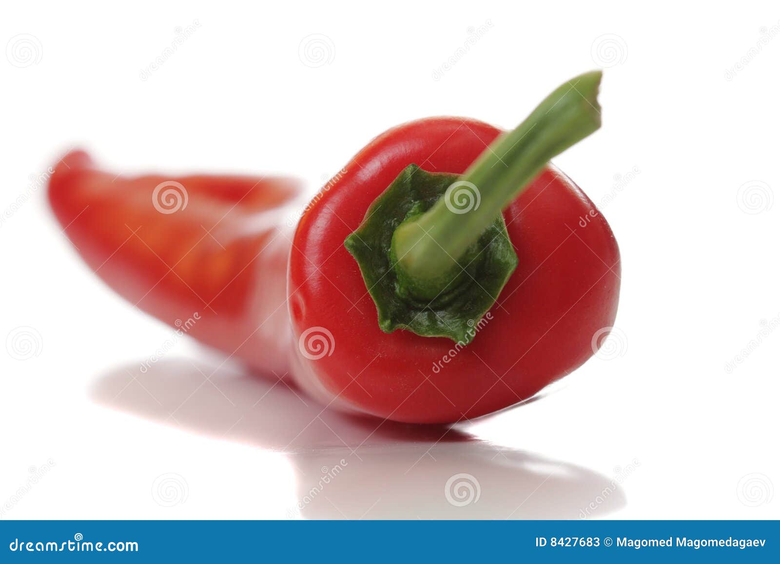 Chili closeup stock image. Image of pungent, focus, vegetable - 8427683