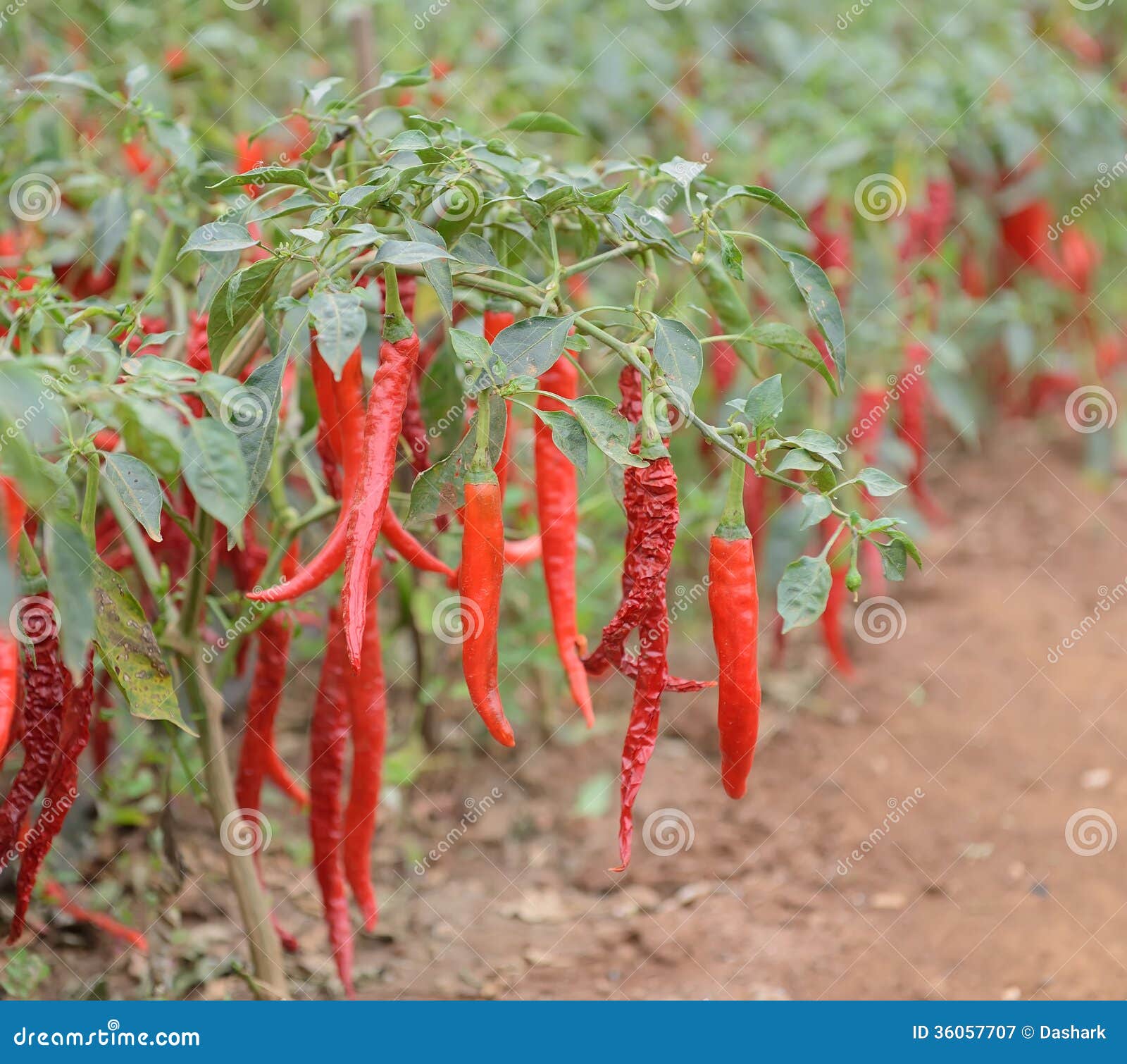 Chili farm stock image. Image of garden, green, gardening - 36057707