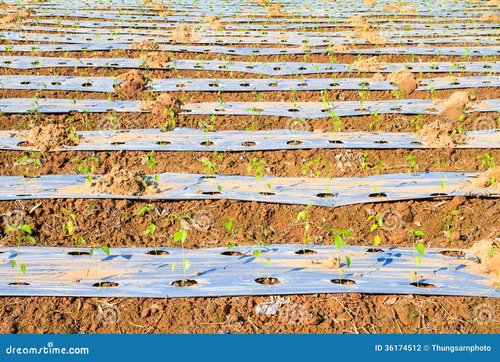 Chili farm stock photo. Image of green, chilli, grow - 36174512