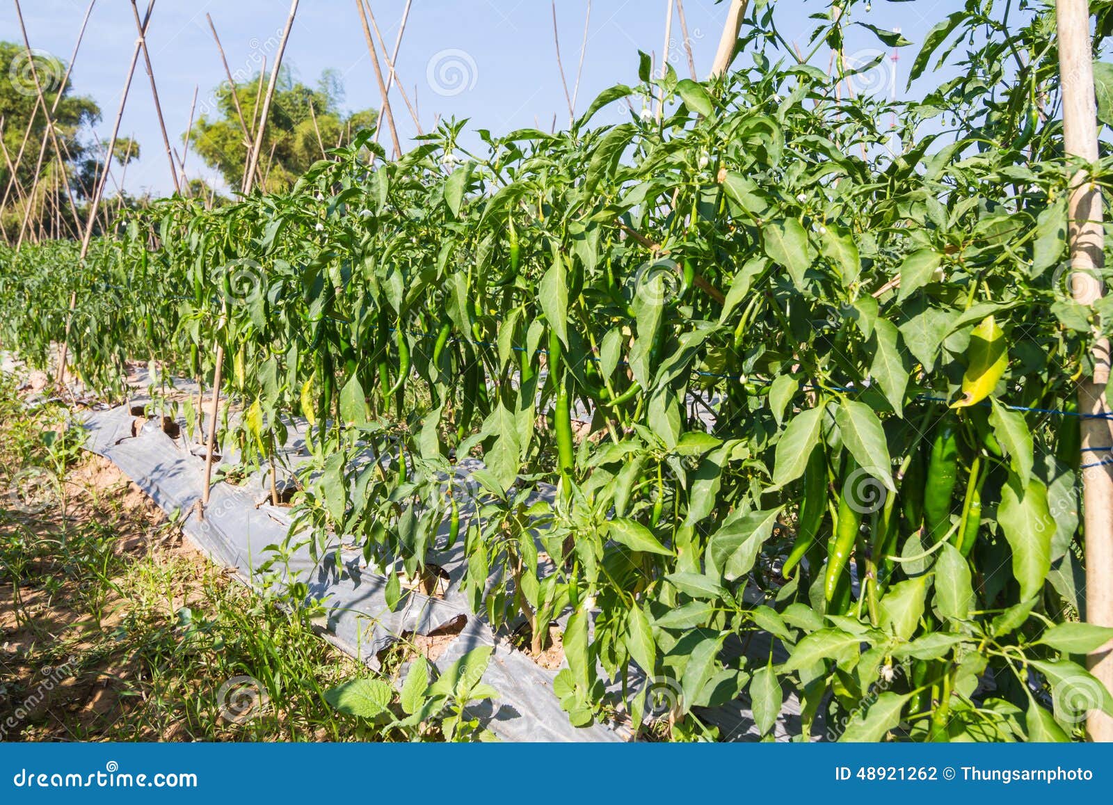 Chili Farm Royalty-Free Stock Photography | CartoonDealer.com #48921263