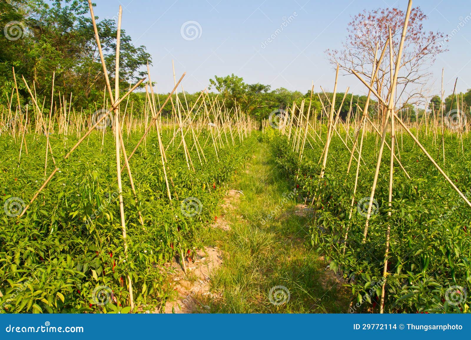 Chili farm stock photo. Image of raise, patch, health - 29772114