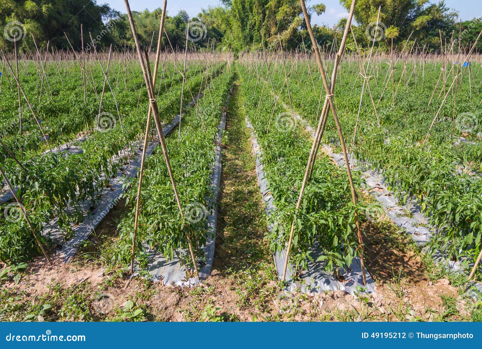 Chili farm stock photo. Image of fruit, bamboo, garden - 49195212