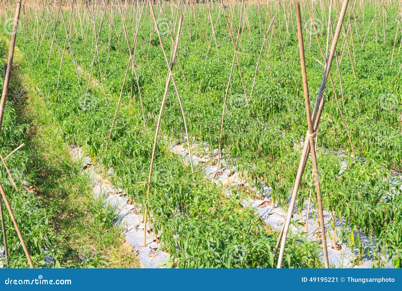 Chili farm stock image. Image of bamboo, stem, stalk - 49195221