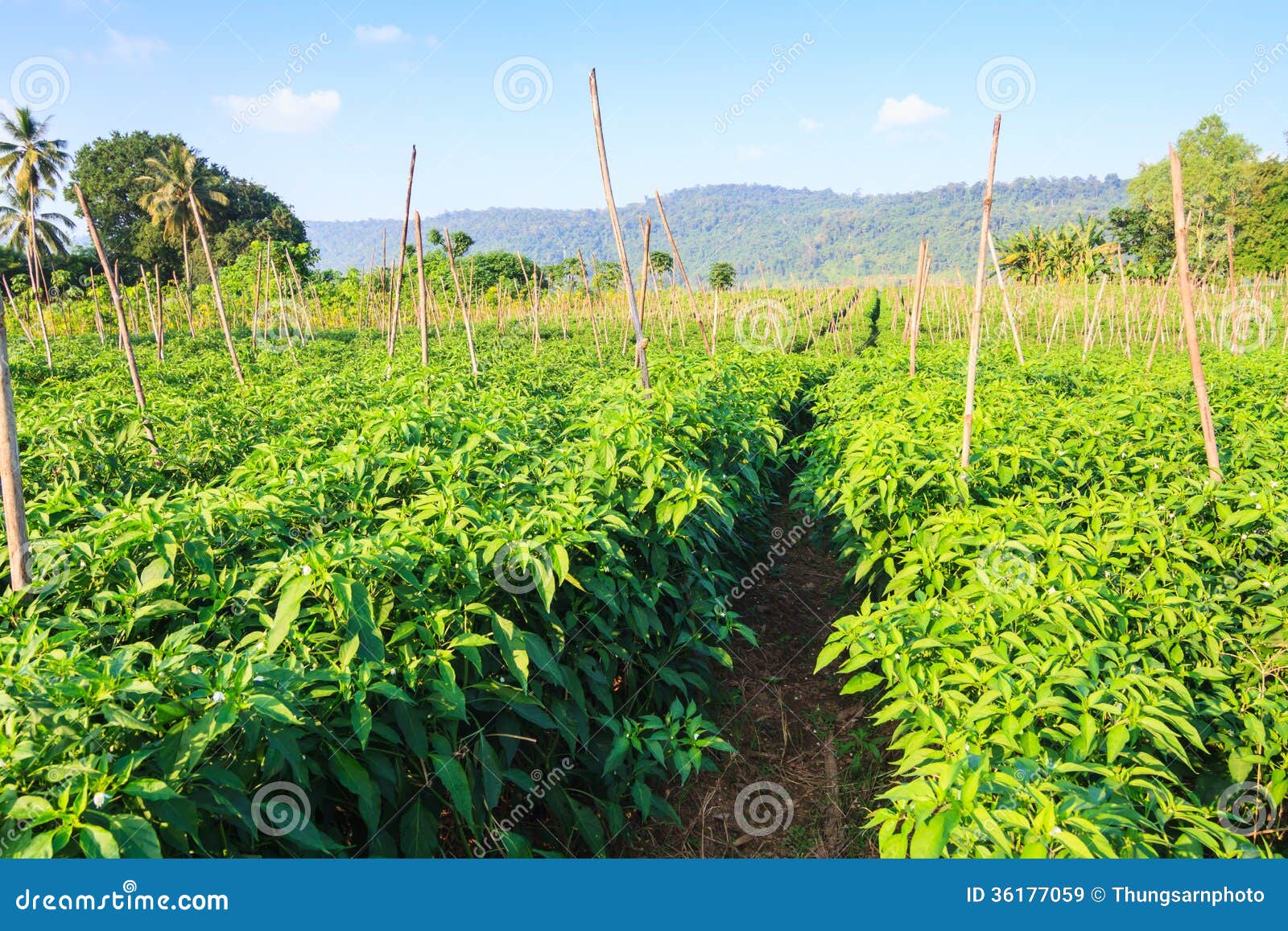 Chili farm stock image. Image of green, field, grow, botanical - 36177059