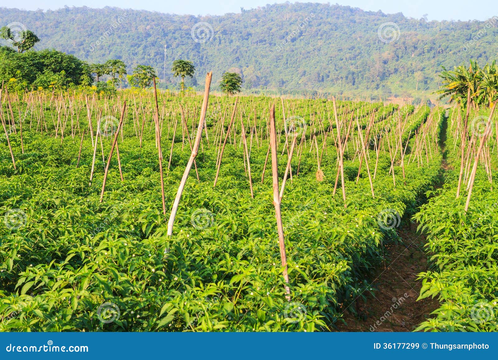 Chili farm stock image. Image of botanical, green, fertilization - 36177299