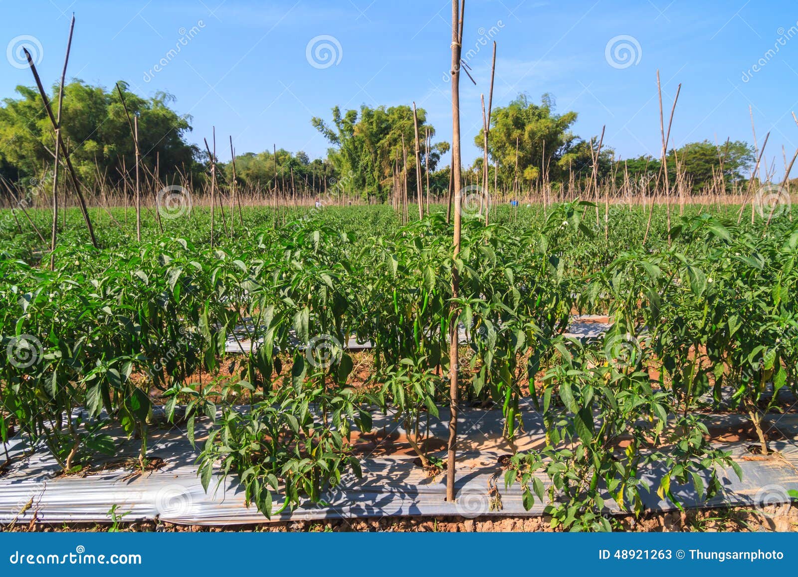 Chili Farm Royalty-Free Stock Photography | CartoonDealer.com #48921263