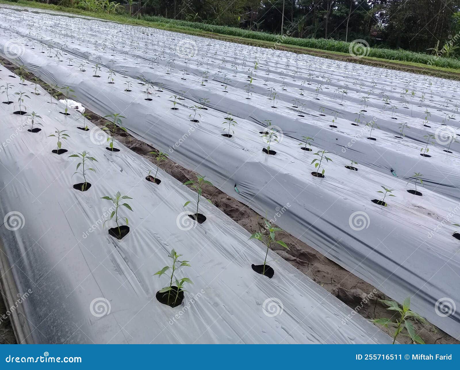 A Chili Farm Using a Plastic Mulch System Stock Image - Image of ...